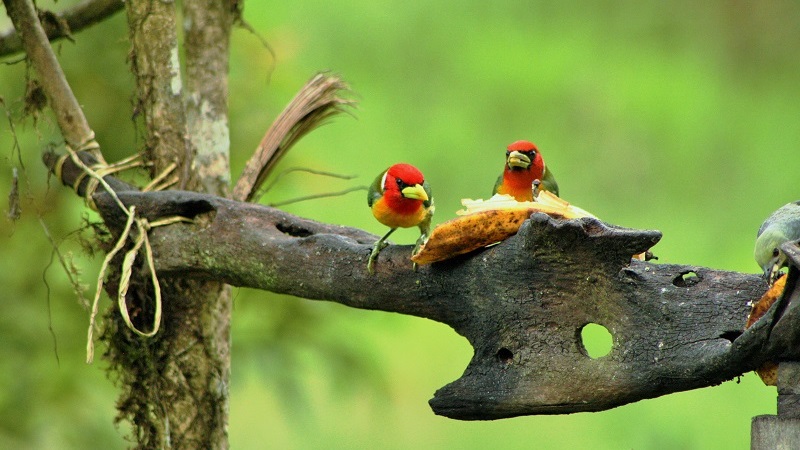 Tatamá – Parque Nacional Natural Colombiano – Altomira Reserva Natural ...