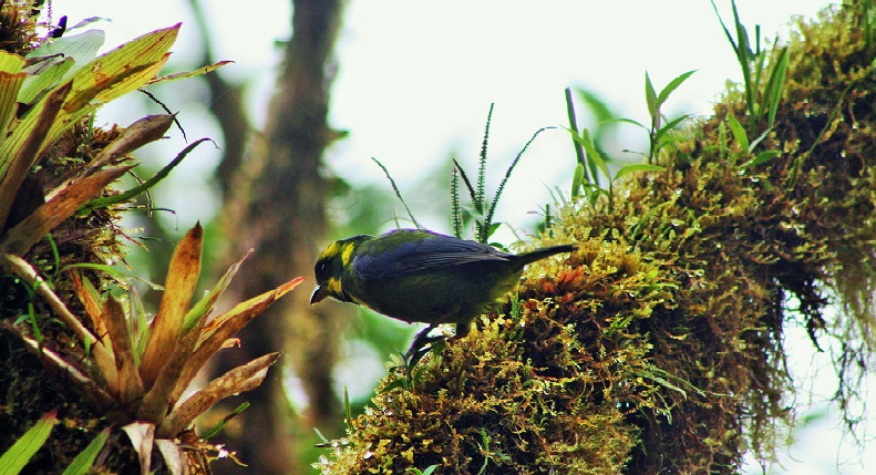 Tatamá – Parque Nacional Natural Colombiano – Altomira Reserva Natural ...