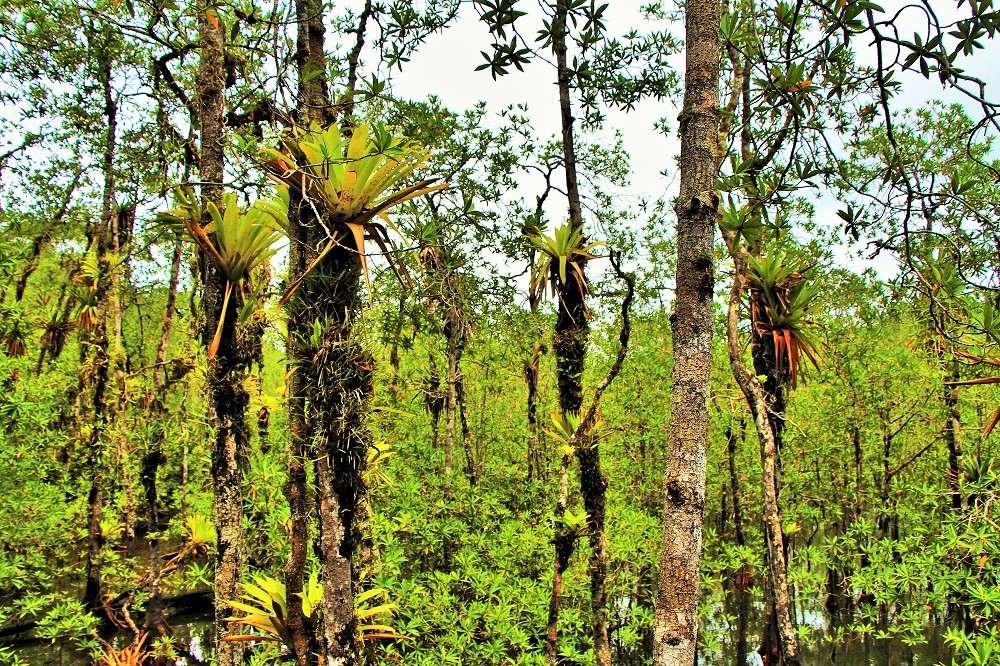 Parque Nacional Natural Utría – Altomira Reserva Natural Privada